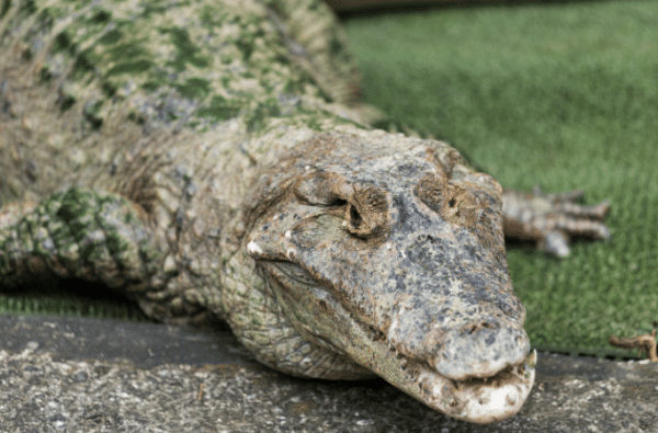 50 Fun Reptile Facts Your Kids Will Love - Different By Design Learning