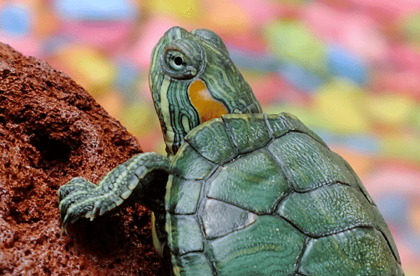 50 Fun Reptile Facts Your Kids Will Love - Different By Design Learning