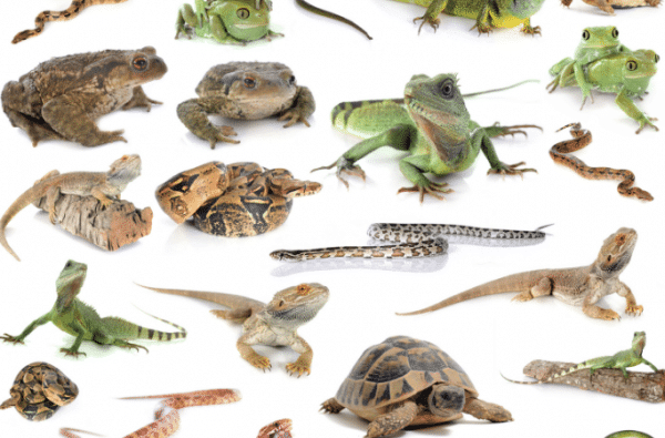 50 Fun Reptile Facts Your Kids Will Love - Different By Design Learning