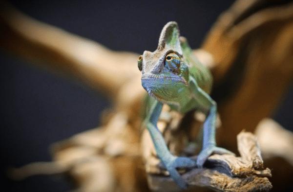 50 Fun Reptile Facts Your Kids Will Love - Different By Design Learning